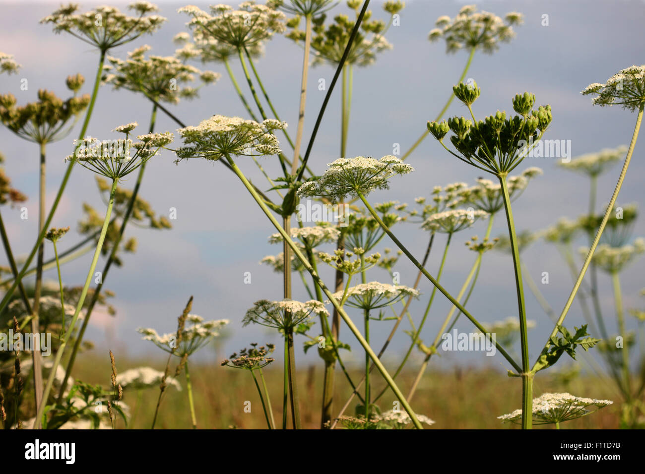 Common hogweed hi-res stock photography and images - Alamy