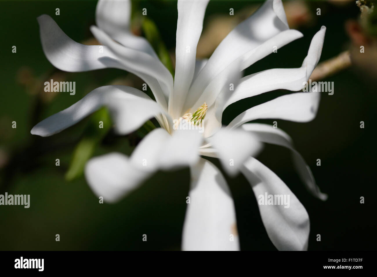 the stunning magnolia stellata an early Spring beauty Jane Ann Butler ...