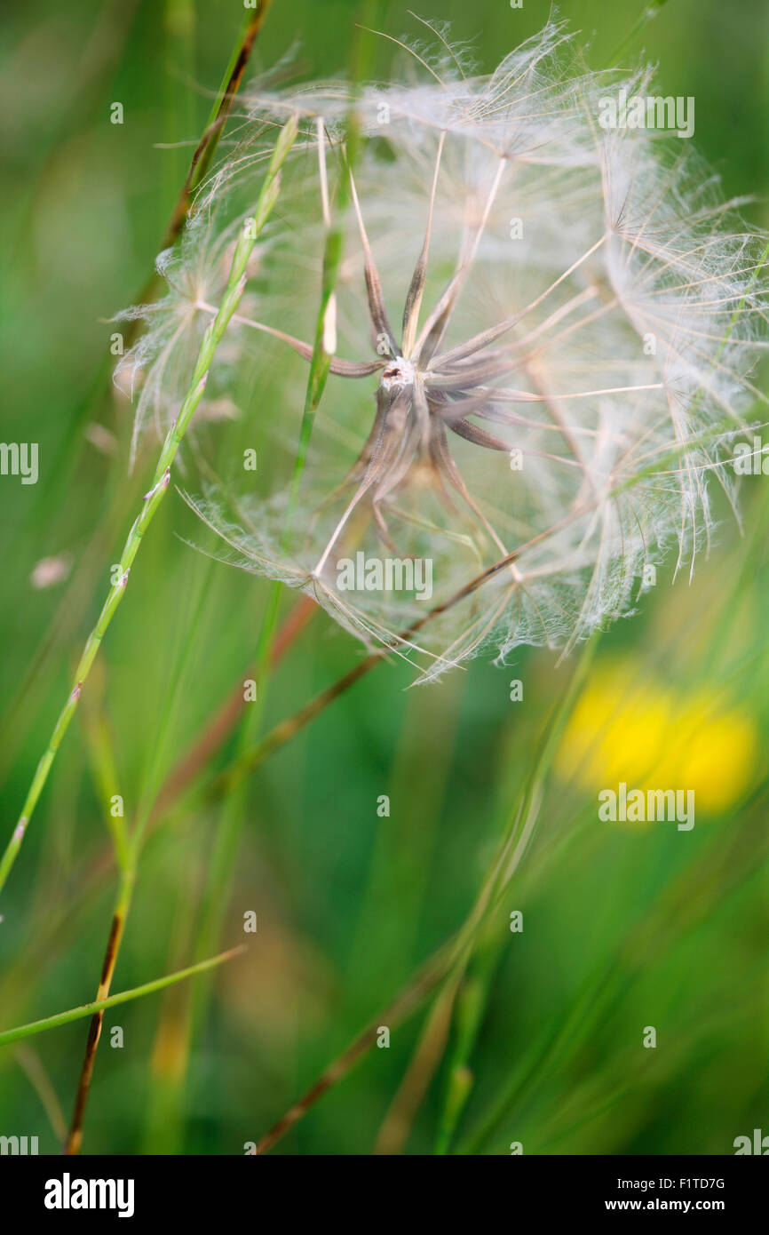 parachute dandelion in a gentle Summer breeze Jane Ann Butler ...