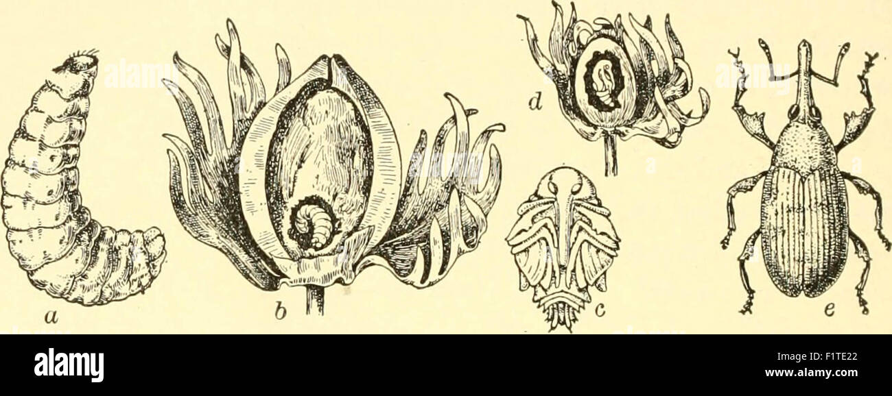Elementary biology; an introduction to the science of life Stock Photo ...