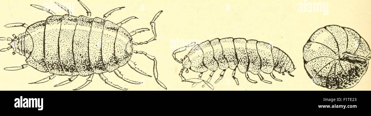 Elementary biology; an introduction to the science of life Stock Photo ...