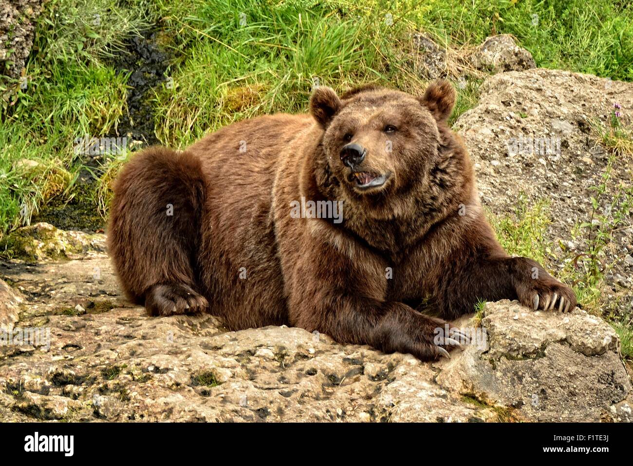 Bear Laying Down High Resolution Stock Photography and Images - Alamy