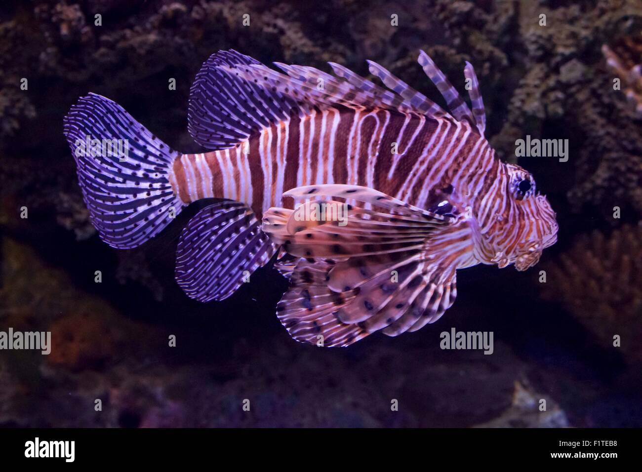 Scorpion Fish in Lisbon Aquarium Stock Photo - Alamy