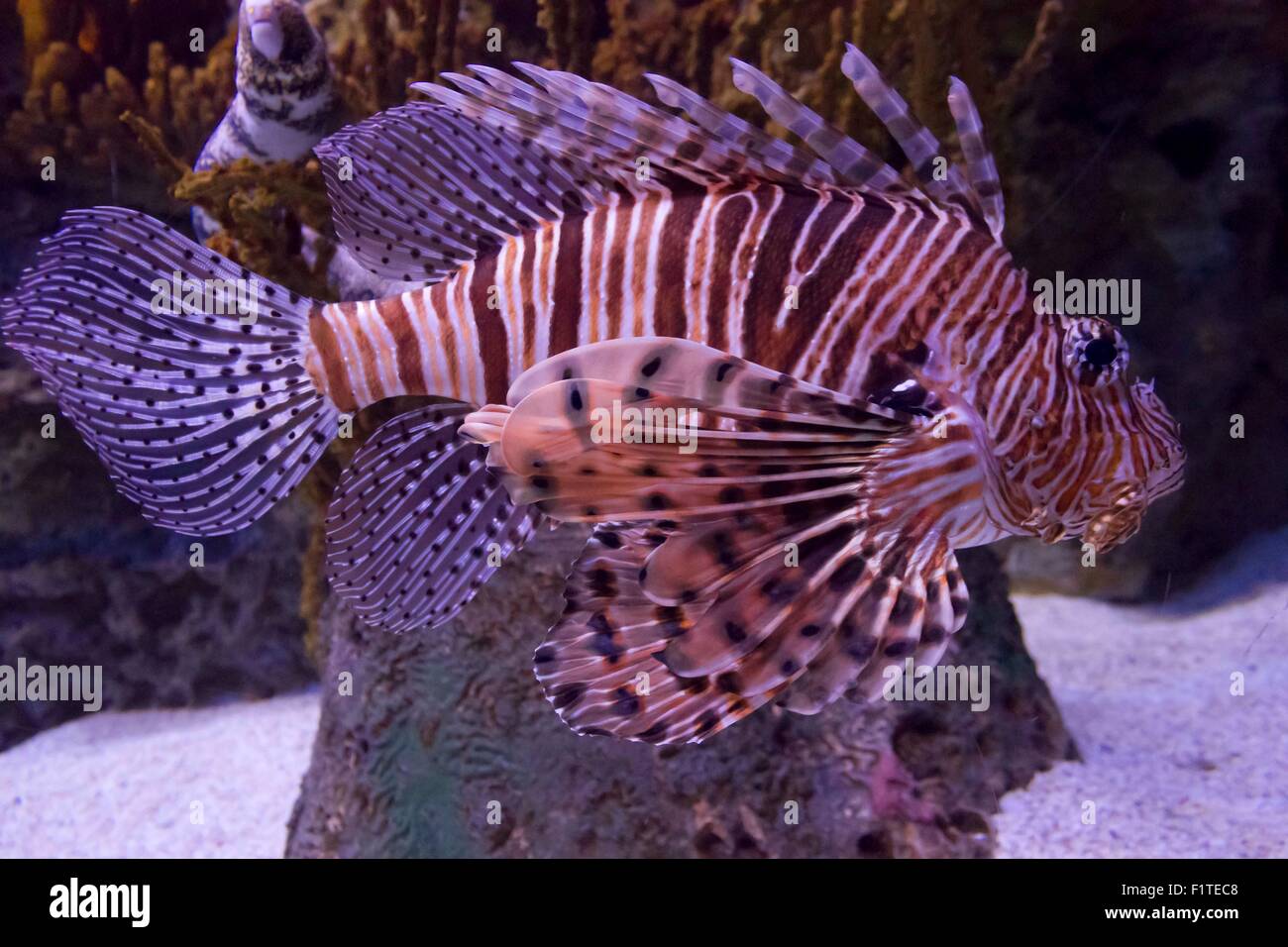 Scorpion Fish in Lisbon Aquarium Stock Photo - Alamy
