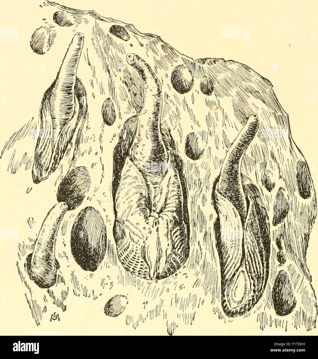Elementary biology; an introduction to the science of life Stock Photo ...