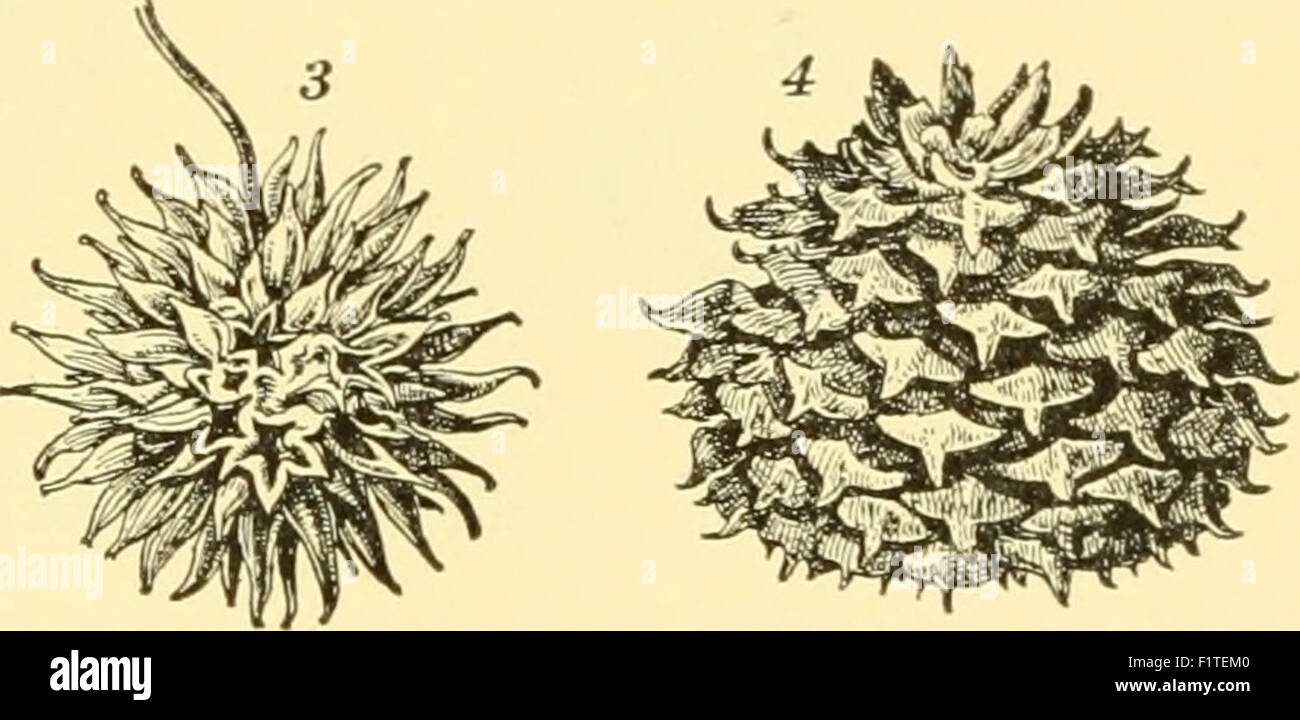 Elementary biology; an introduction to the science of life Stock Photo ...
