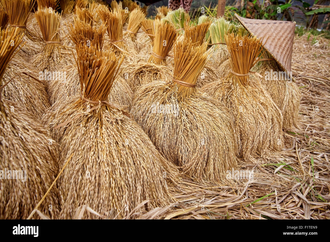 Paddy rice in field. Bali. Indonesia Stock Photo - Alamy