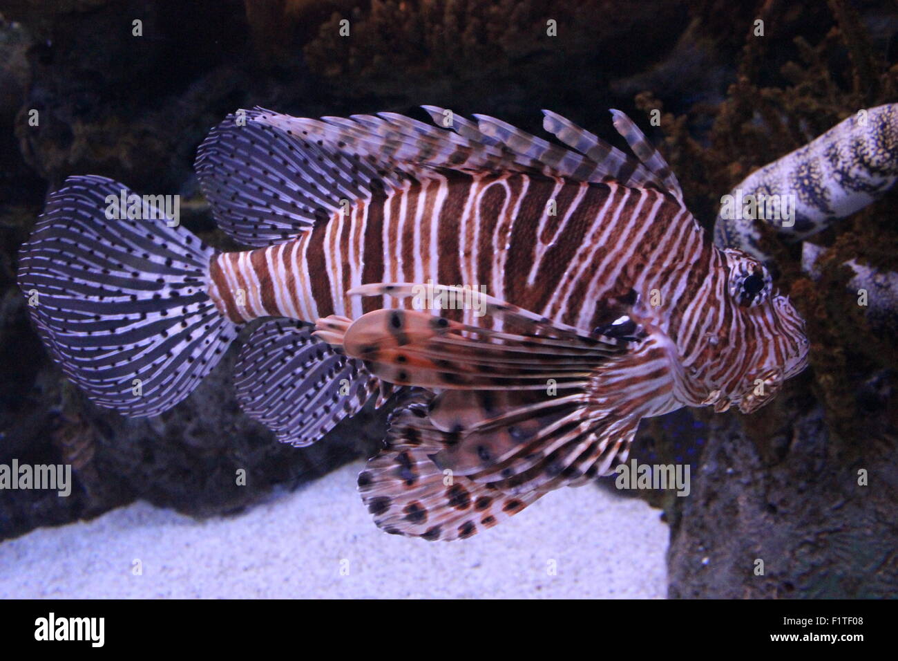 Scorpion Fish in Lisbon Aquarium Stock Photo - Alamy