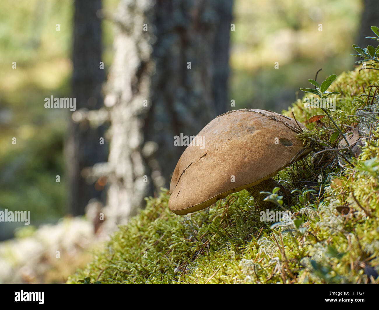 Big specimen of bolete fungus (Suillus luteus) growing in pine forest ...
