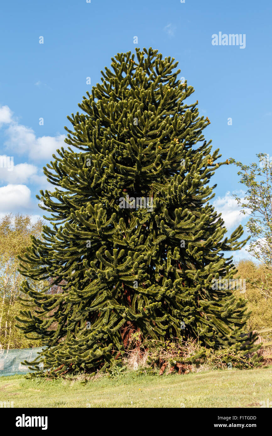Monkey puzzle tree - araucaria araucana, agaonst a blue sky Stock Photo ...