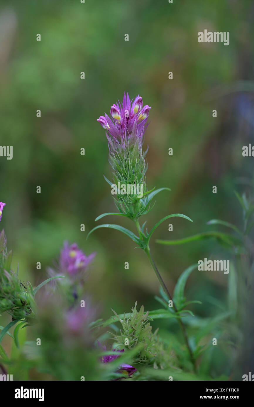 Cow Wheat High Resolution Stock Photography and Images - Alamy