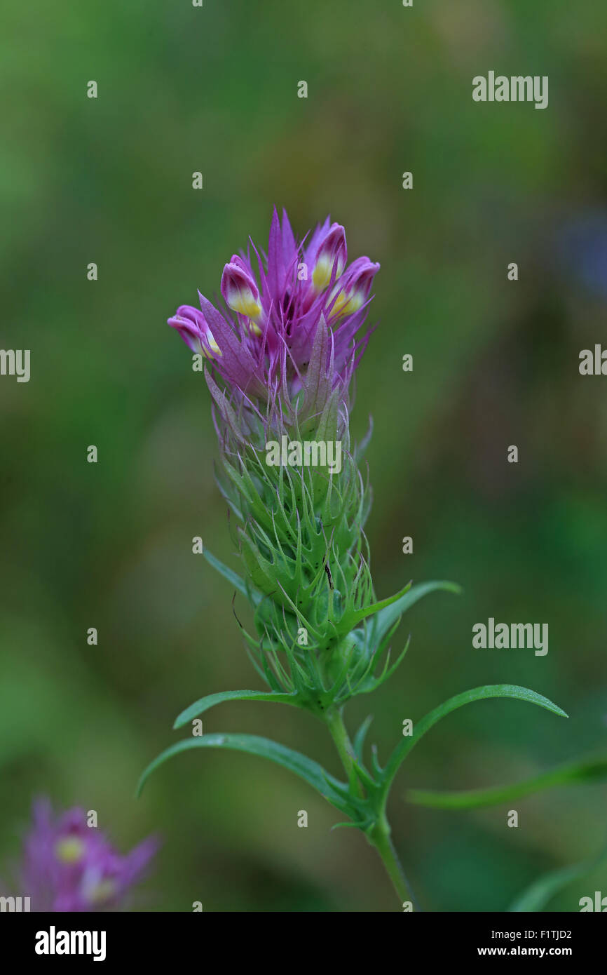 Field Cow-wheat (Melampyrum arvense Stock Photo - Alamy