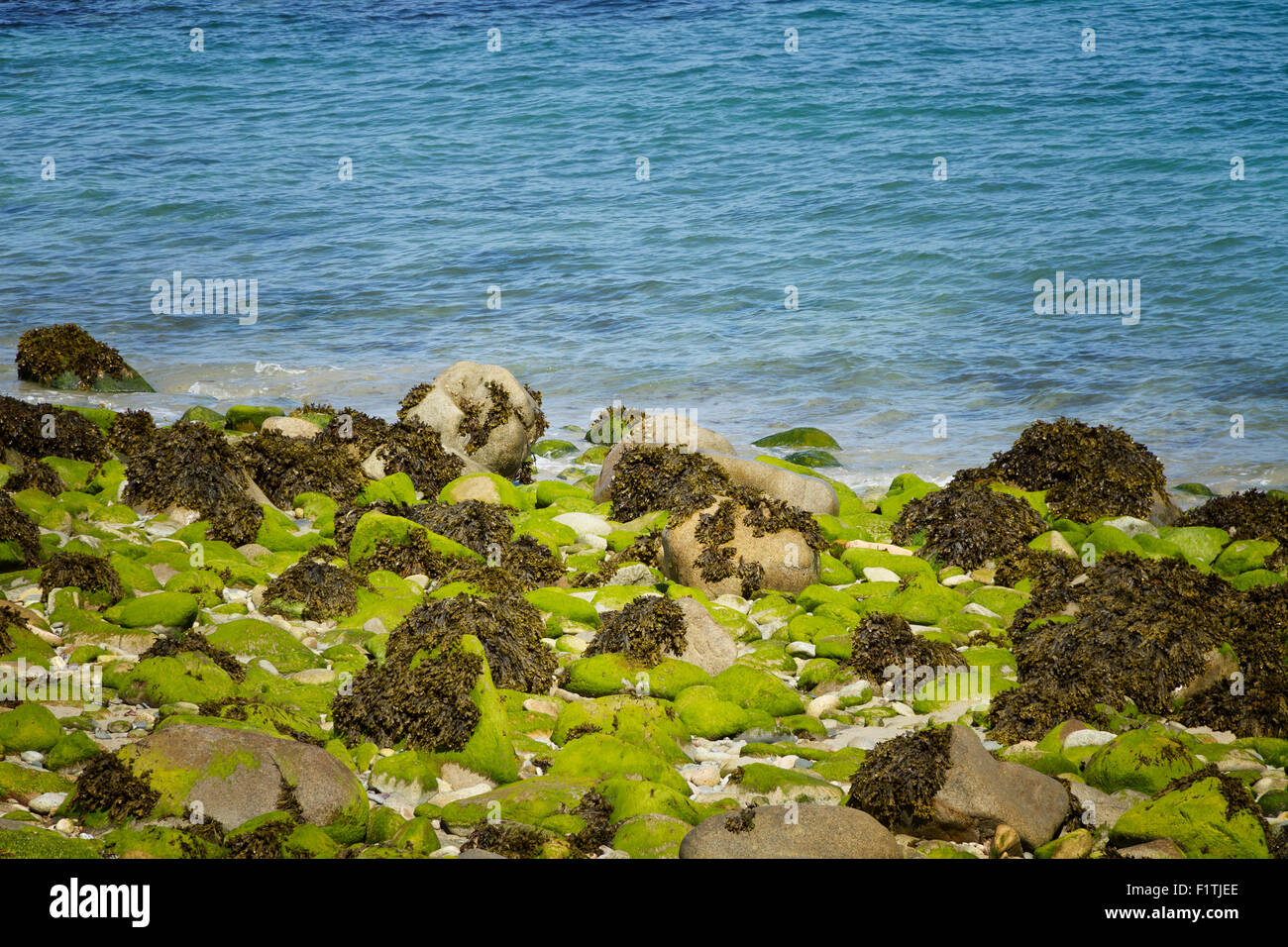 seaweed sea weed algae green Stock Photo - Alamy