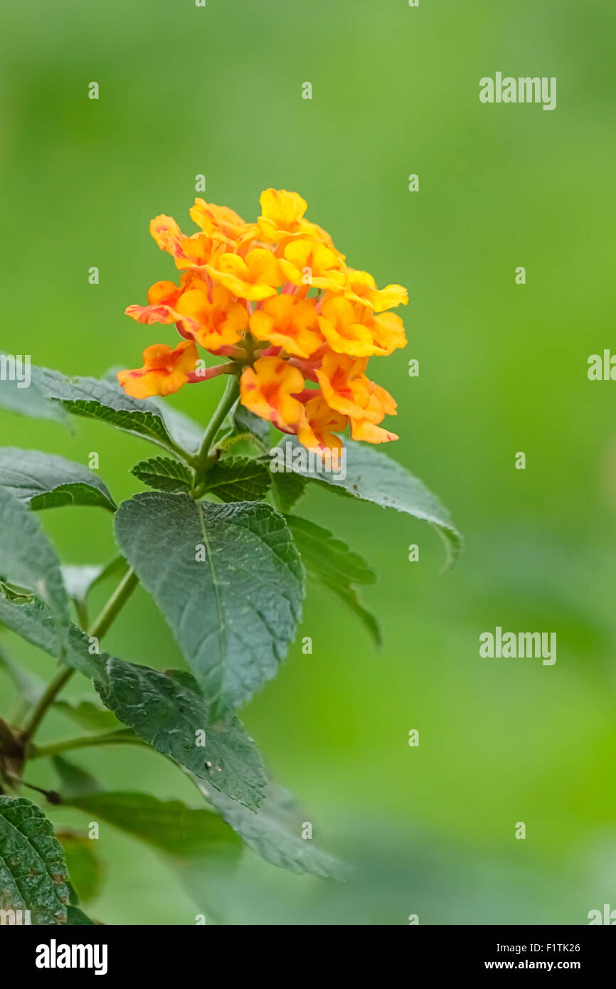 Camera lantana hi-res stock photography and images - Alamy