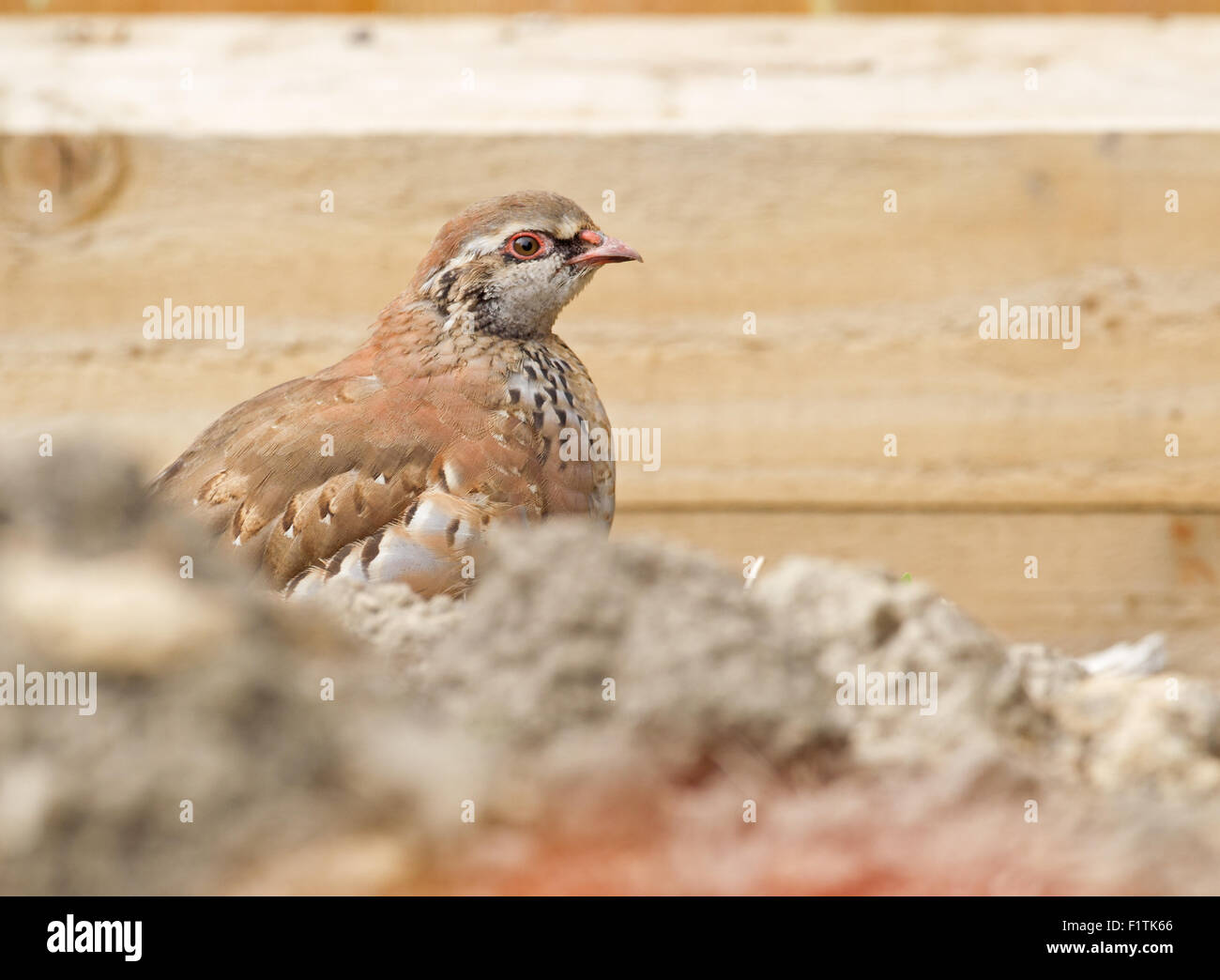 Young partridge hi-res stock photography and images - Alamy