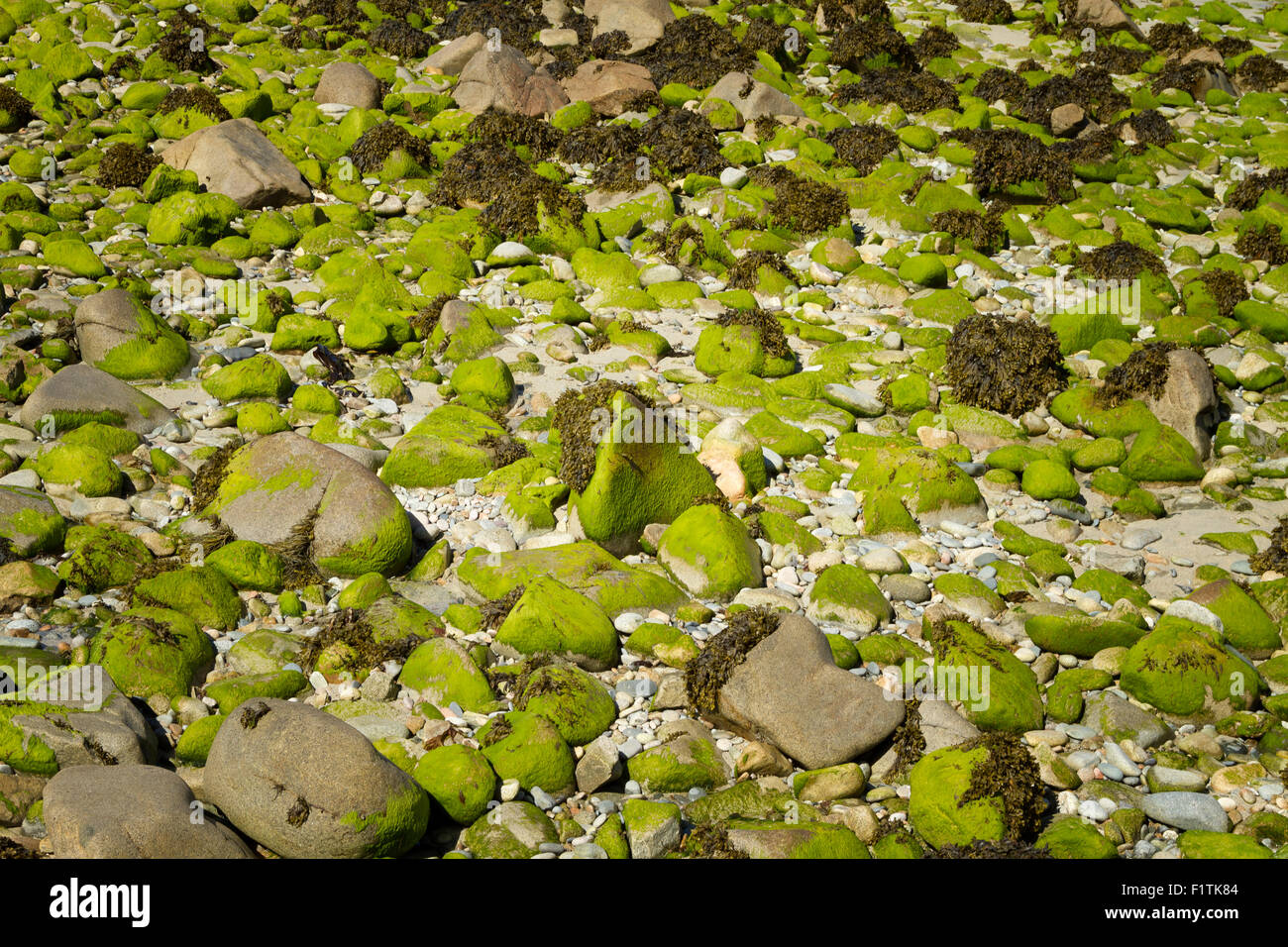 seaweed sea weed algae green Stock Photo - Alamy