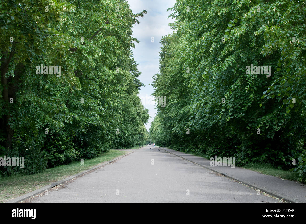 Country road lined with tall trees Stock Photo - Alamy