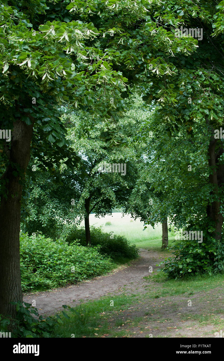 Pathway through tree lined park hi-res stock photography and images - Alamy