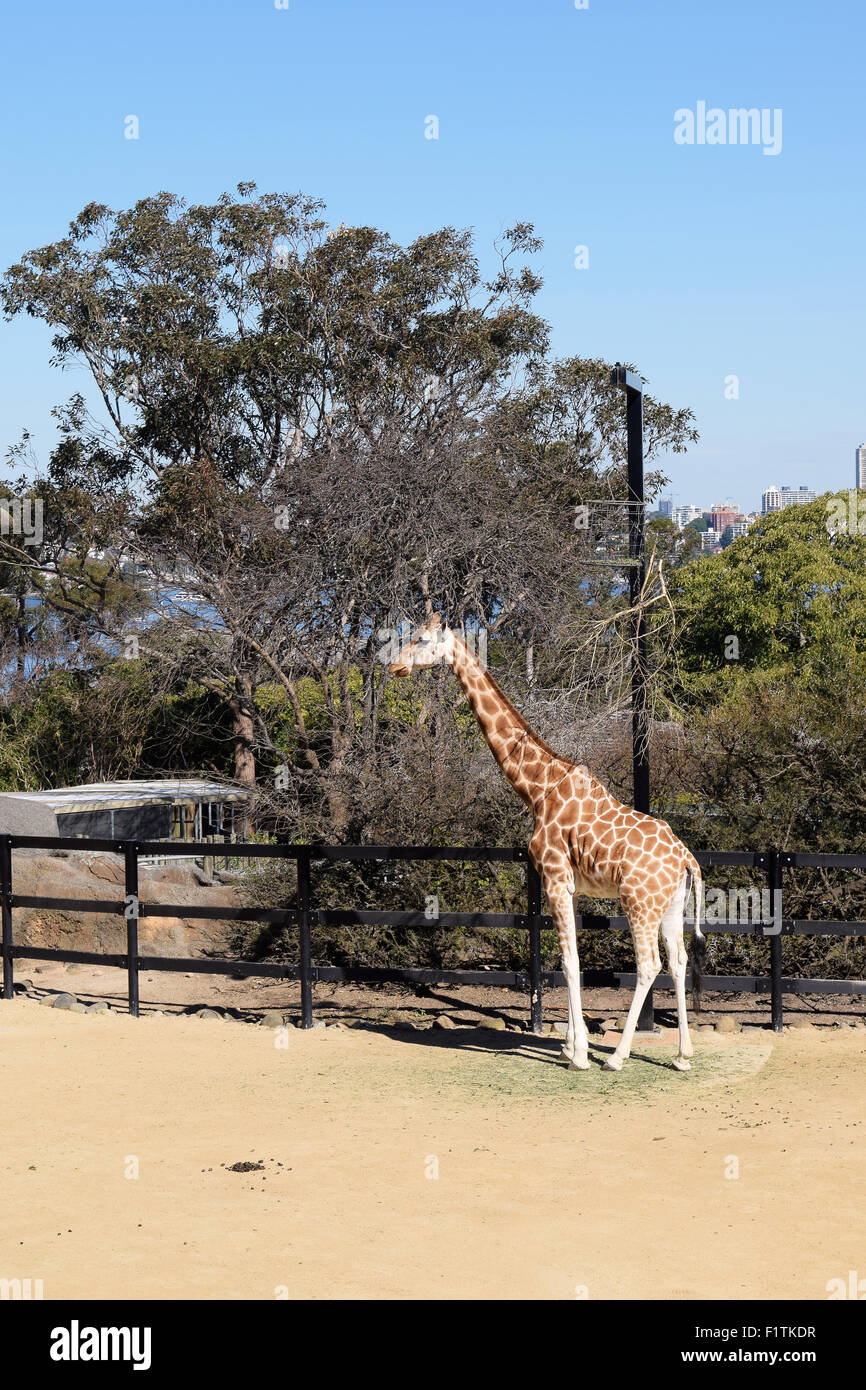 Giraffe at Taronga Zoo in Sydney, Australia Stock Photo - Alamy