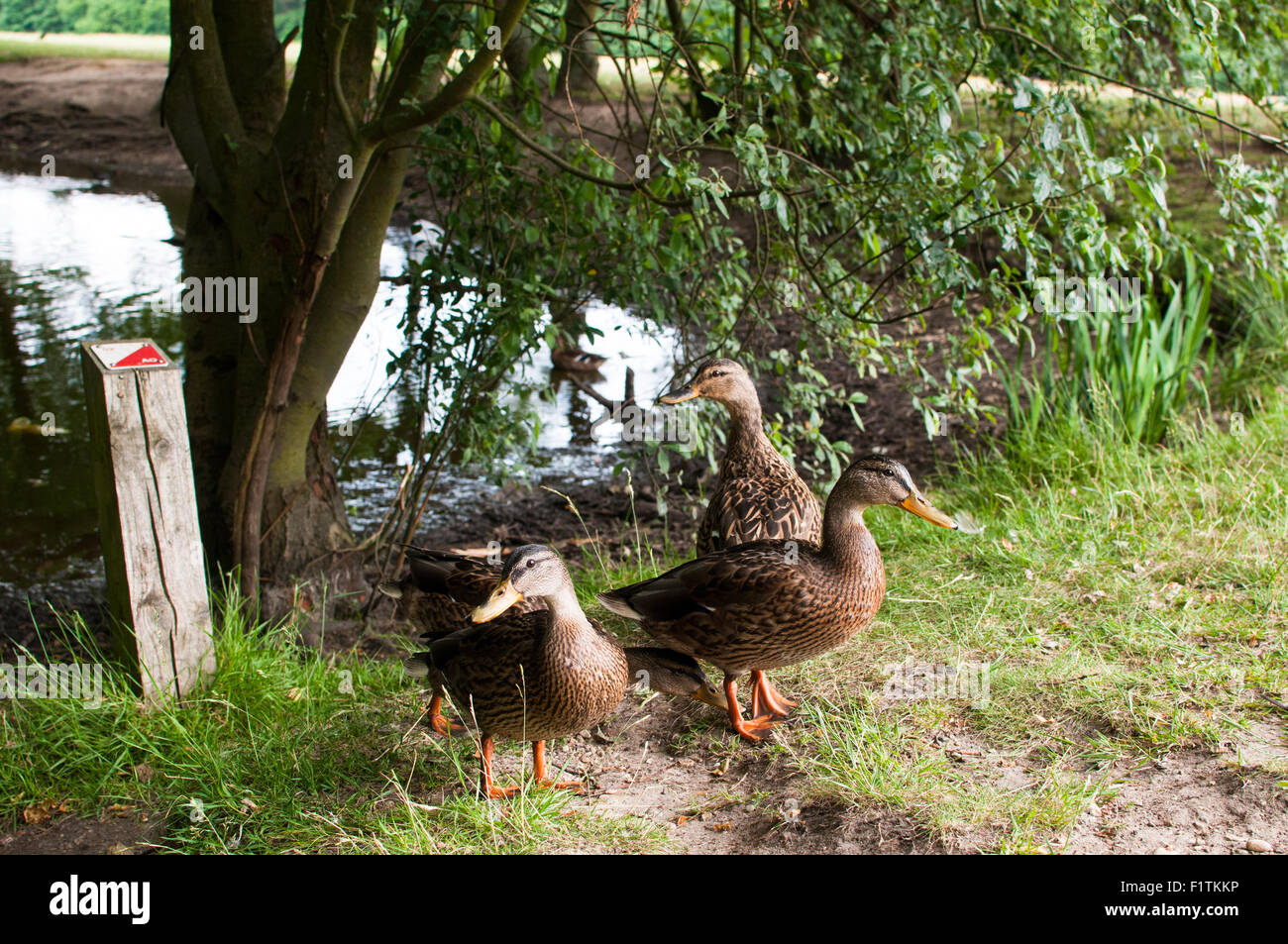 Four ducks standing next to a pond Stock Photo - Alamy