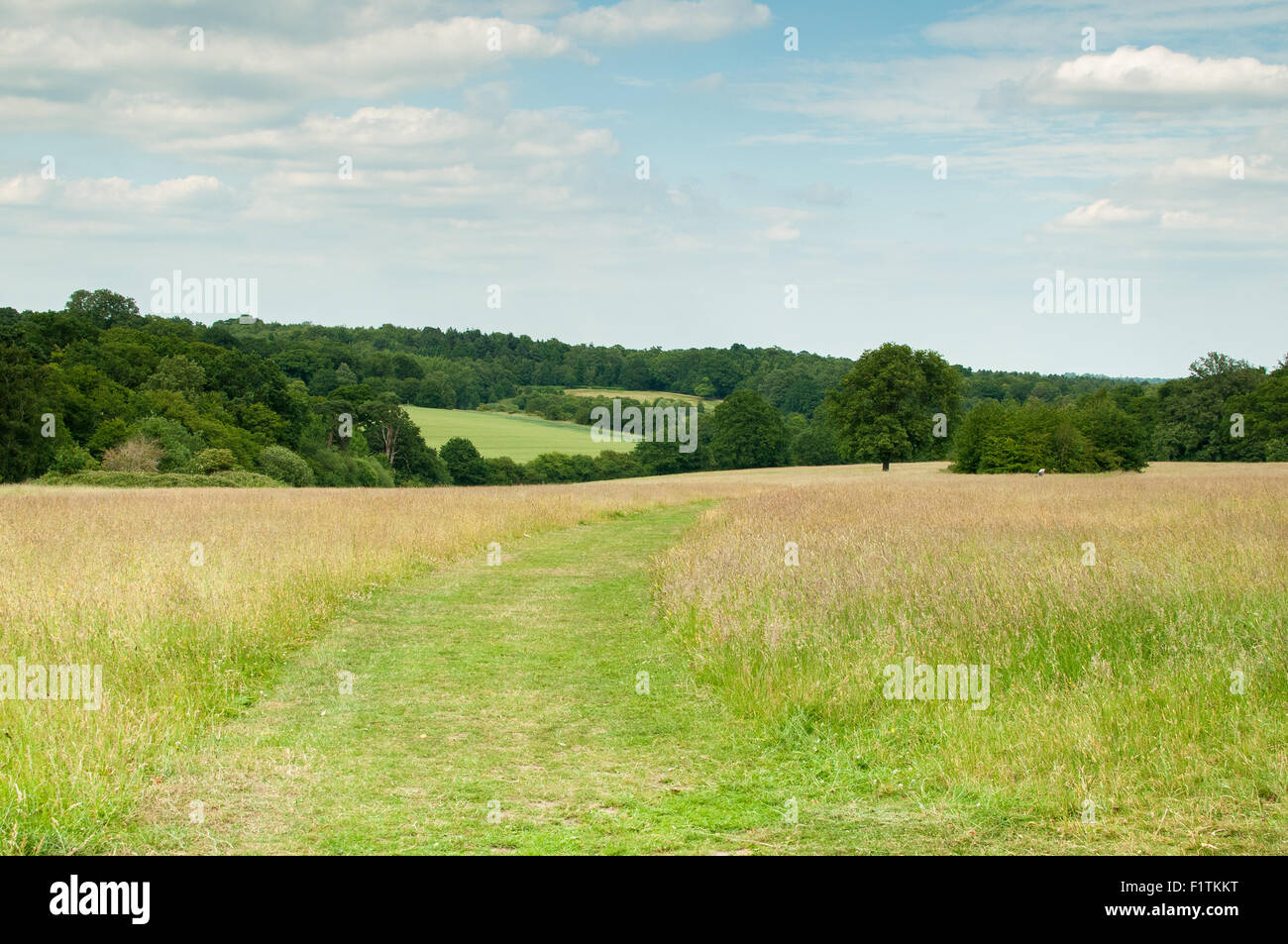 Wide open pathway with trees hi-res stock photography and images - Alamy
