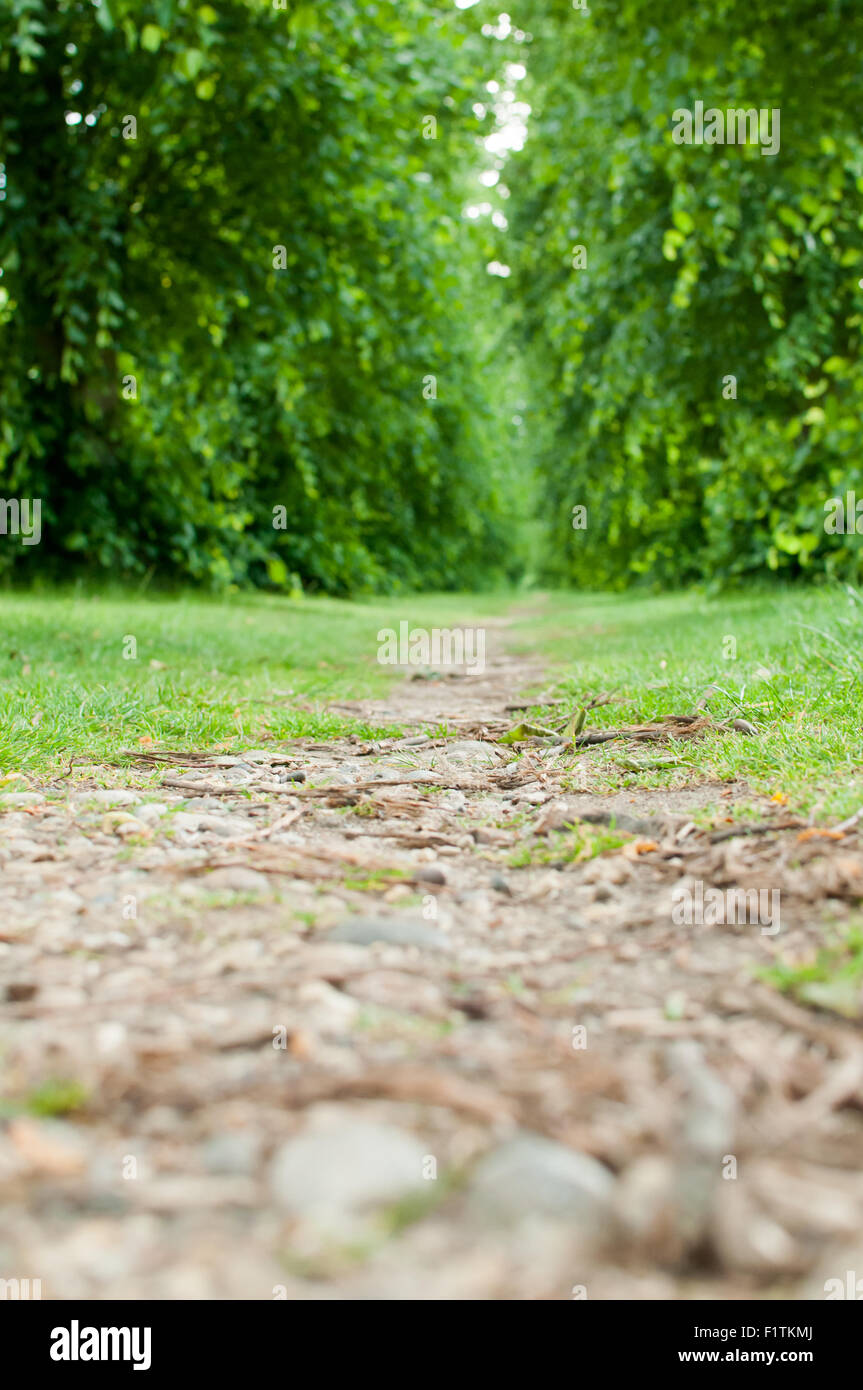 Tree lined path through the woods hi-res stock photography and images ...