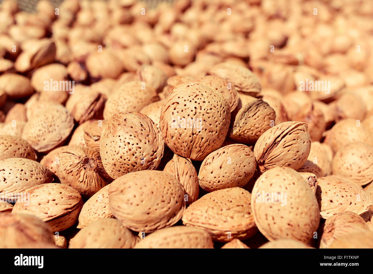 closeup of a pile of almonds in shell after harvesting Stock Photo - Alamy