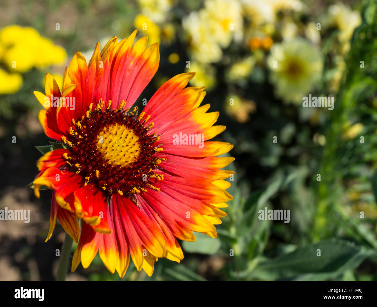 Grow garden hi-res stock photography and images - Alamy