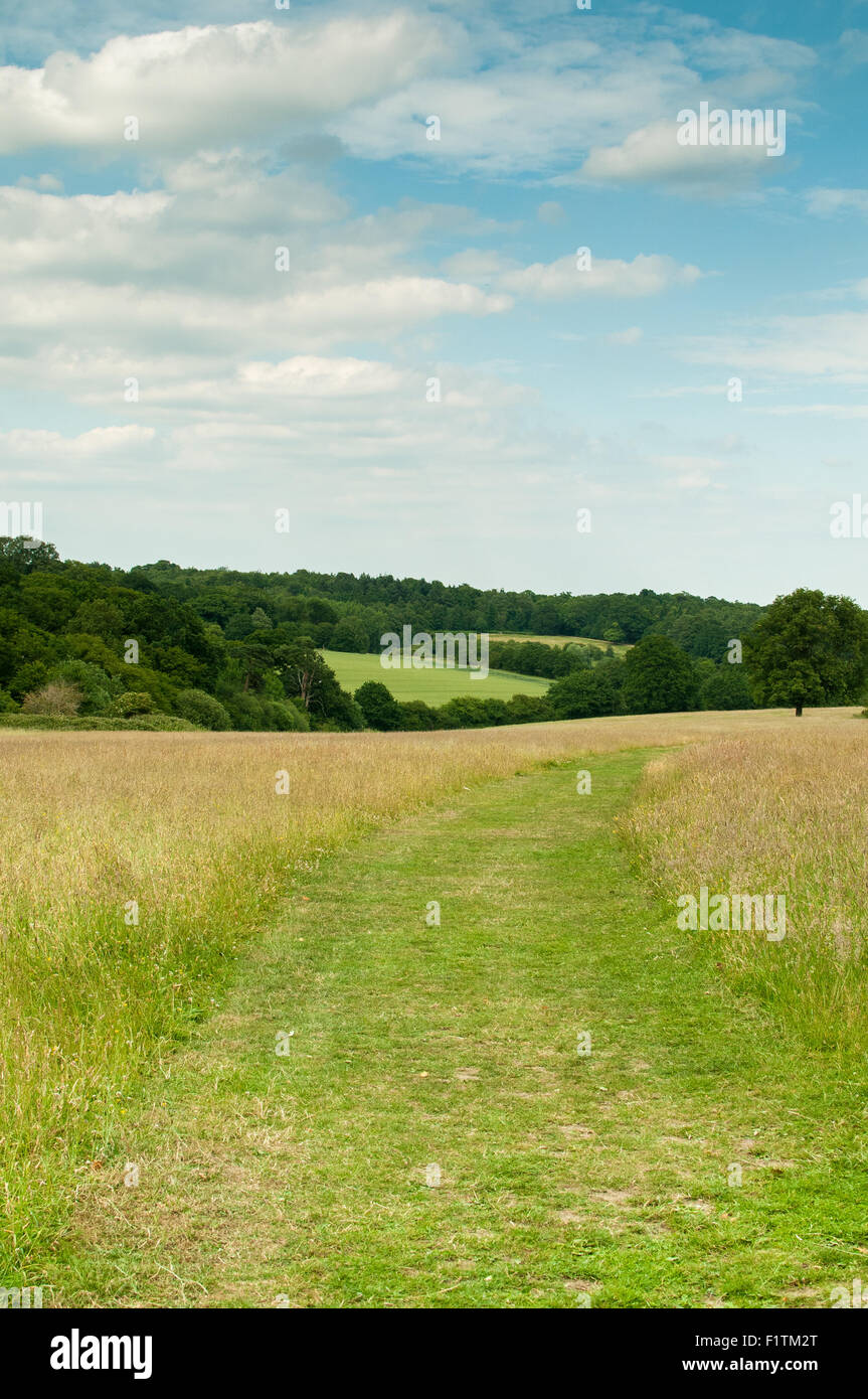 Grassy pathway through a country meadow Stock Photo - Alamy