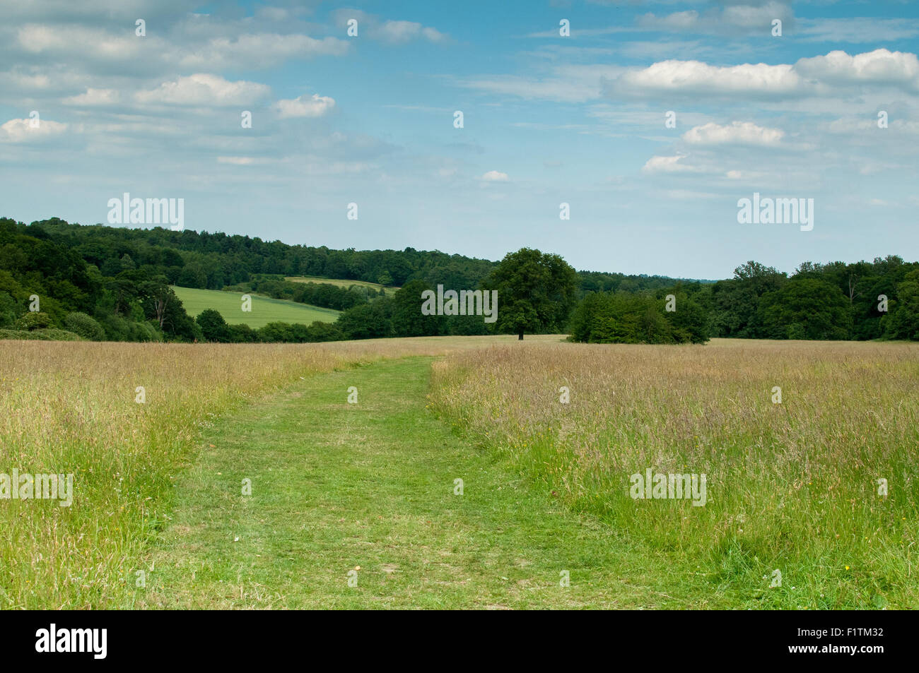Grassy pathway through a country meadow Stock Photo - Alamy