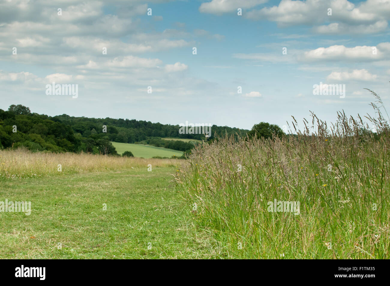 Grassy pathway through a country meadow Stock Photo - Alamy