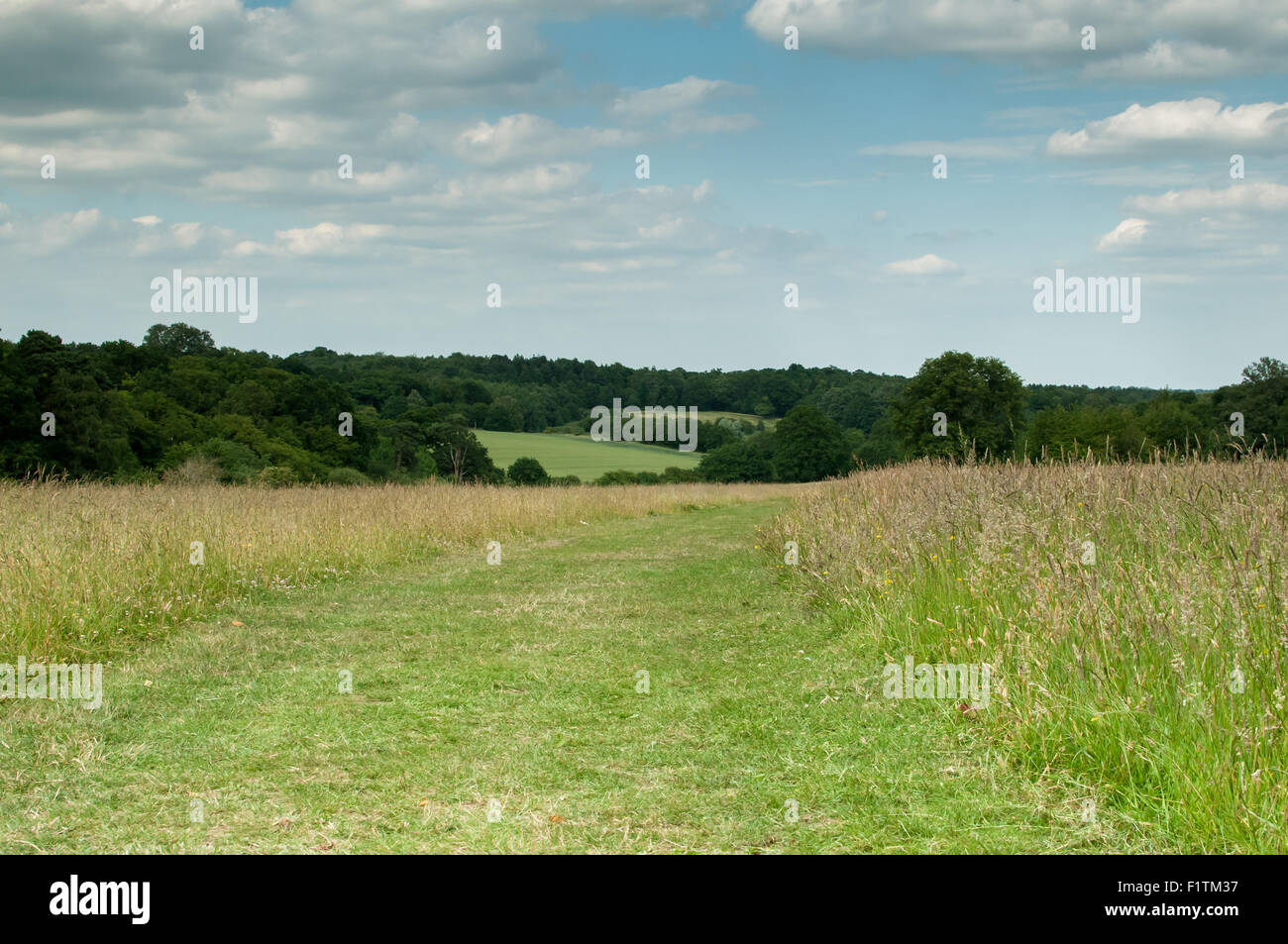 Grassy pathway through a country meadow Stock Photo - Alamy