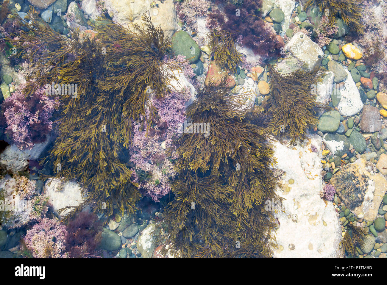 Pelvetia canaliculata. Channelled wrack in a rockpool on the ...