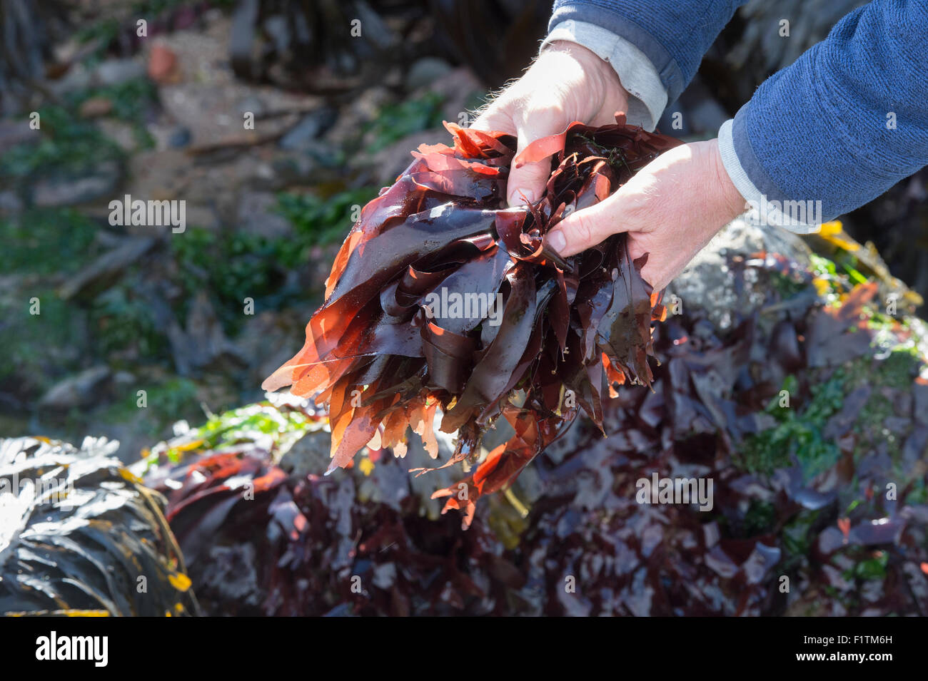 Dulse hi-res stock photography and images - Alamy
