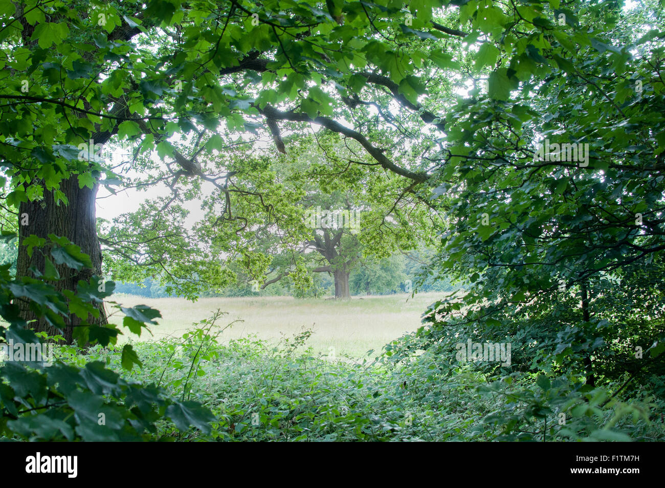 View from woods to a meadow in a woodland clearing Stock Photo - Alamy