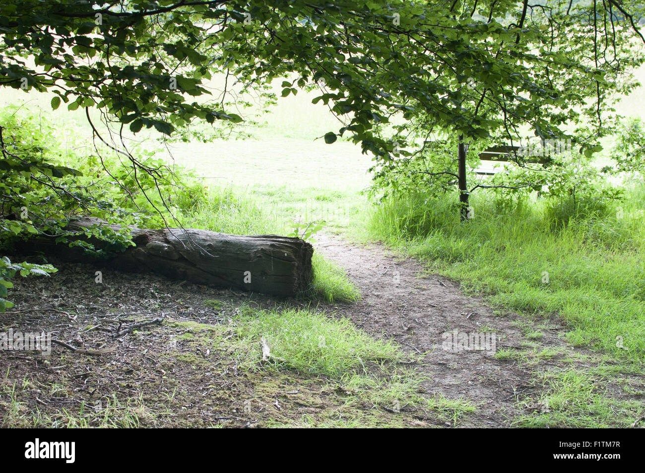 Light through trees in a woodland clearing Stock Photo - Alamy