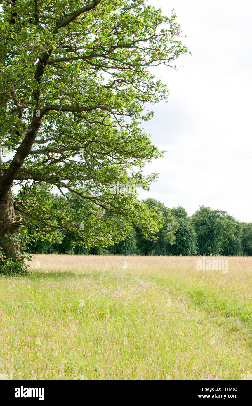 Single tree in foreground of a countryside scene Stock Photo - Alamy