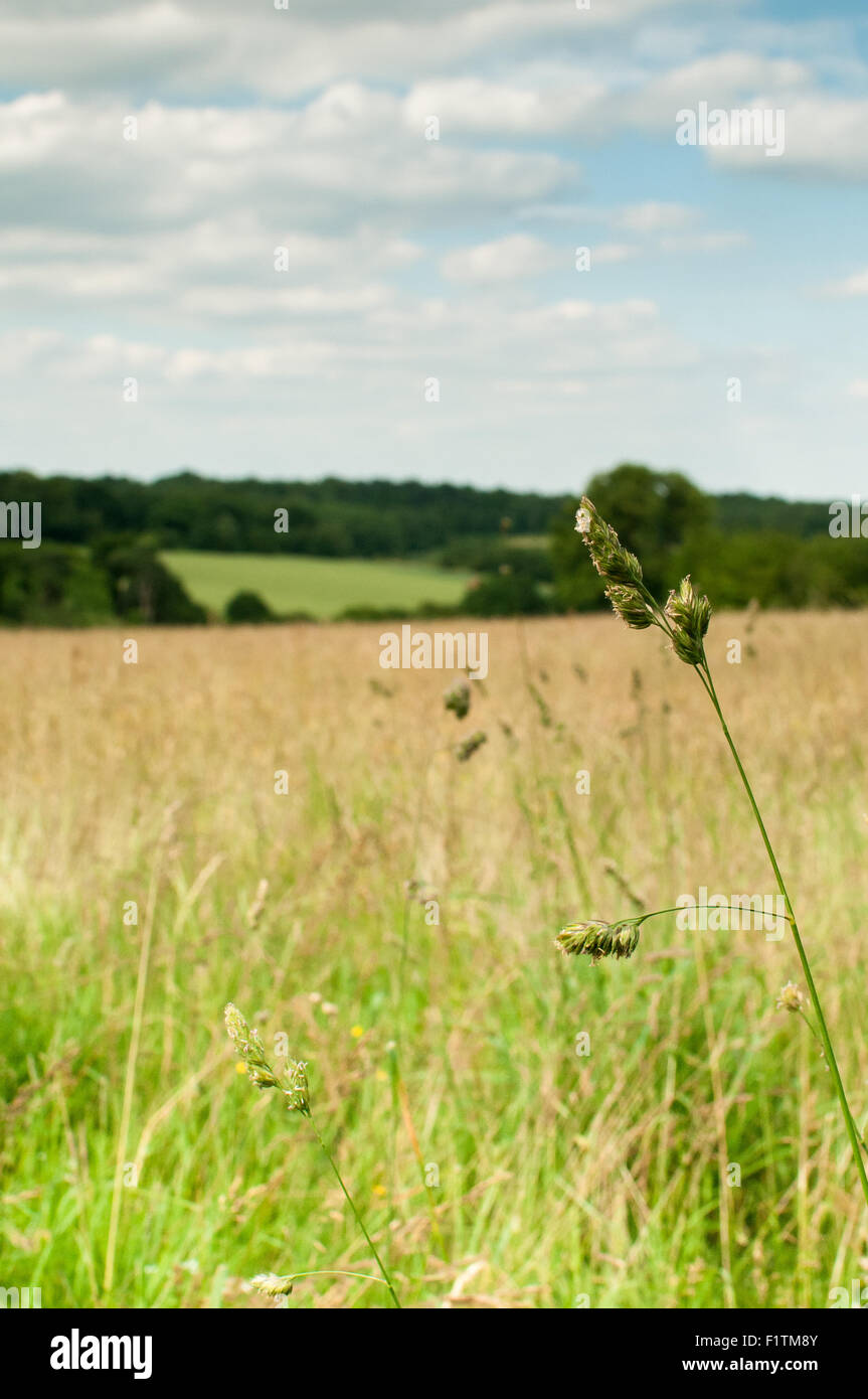 Close up of single long grass in front of a rolling landscape Stock ...