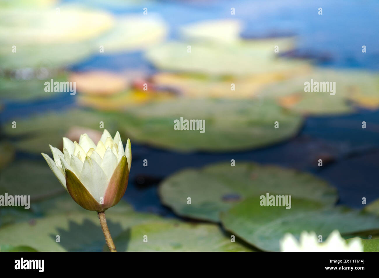 Yellow flowering water lilies Stock Photo - Alamy