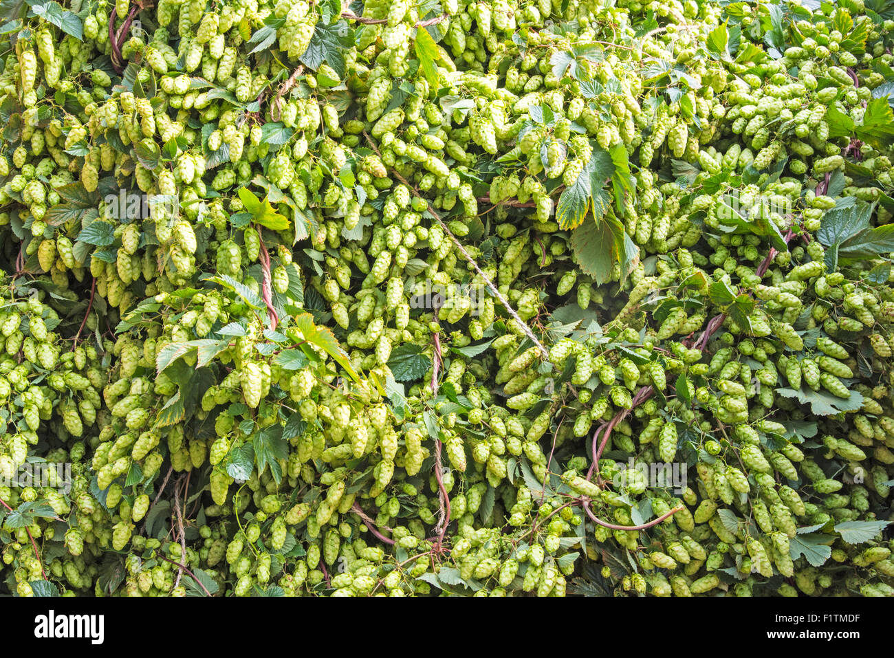 Boughton, near Faversham, Kent 7 September 2015. Hop Harvest ...