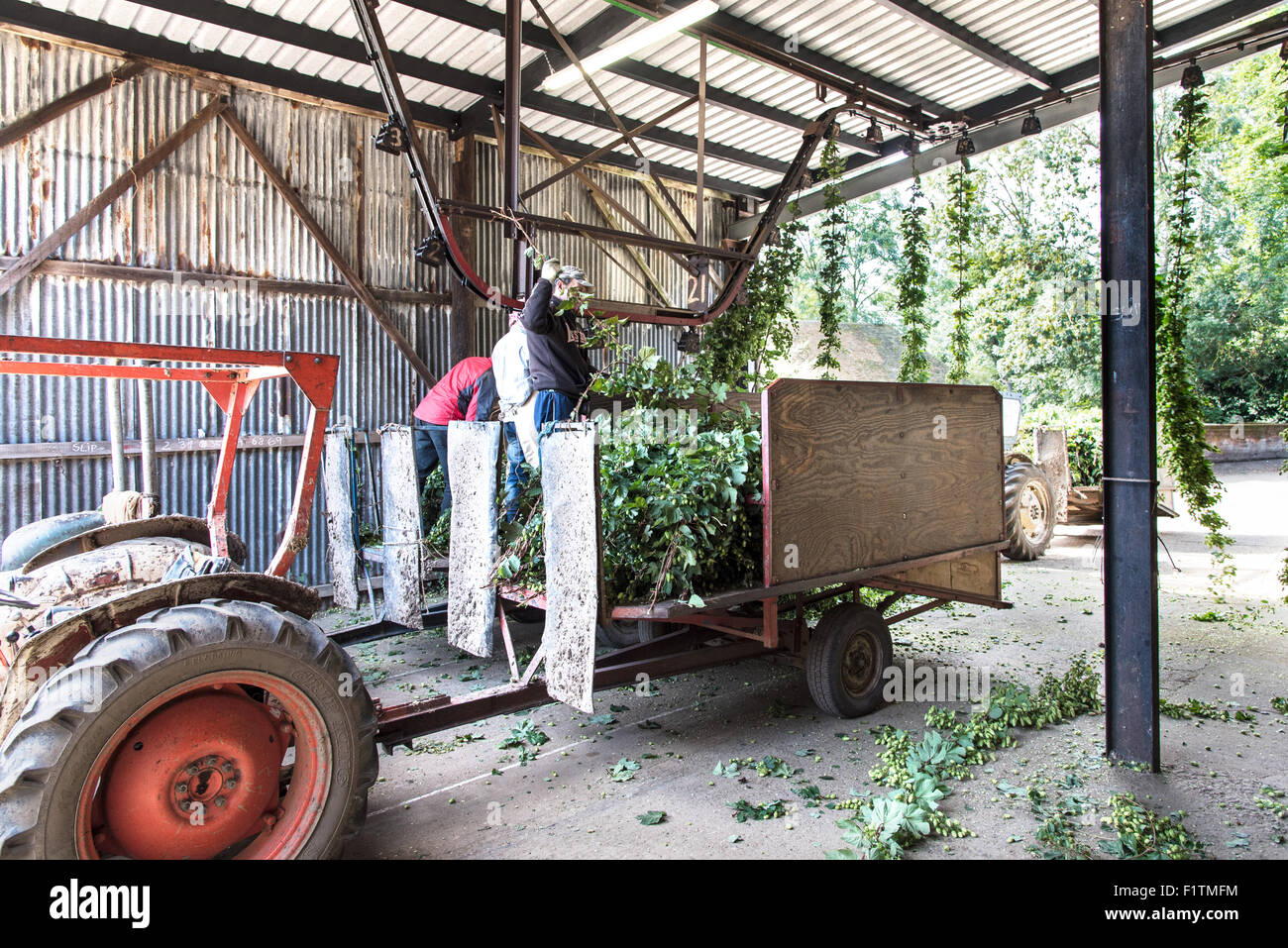 Selling hops hi-res stock photography and images - Alamy