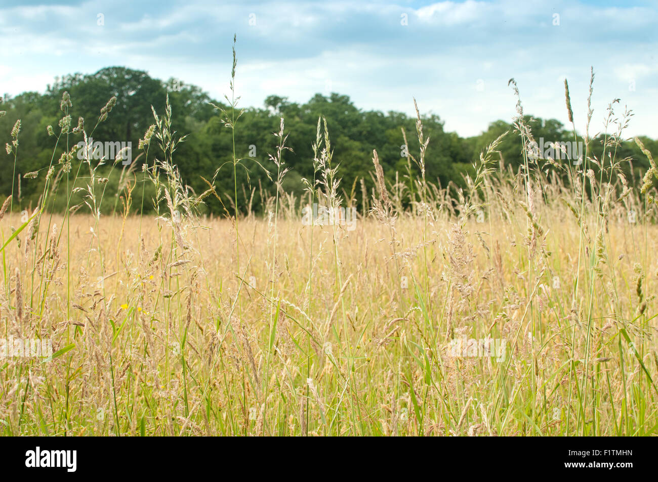 Long grass hi-res stock photography and images - Alamy