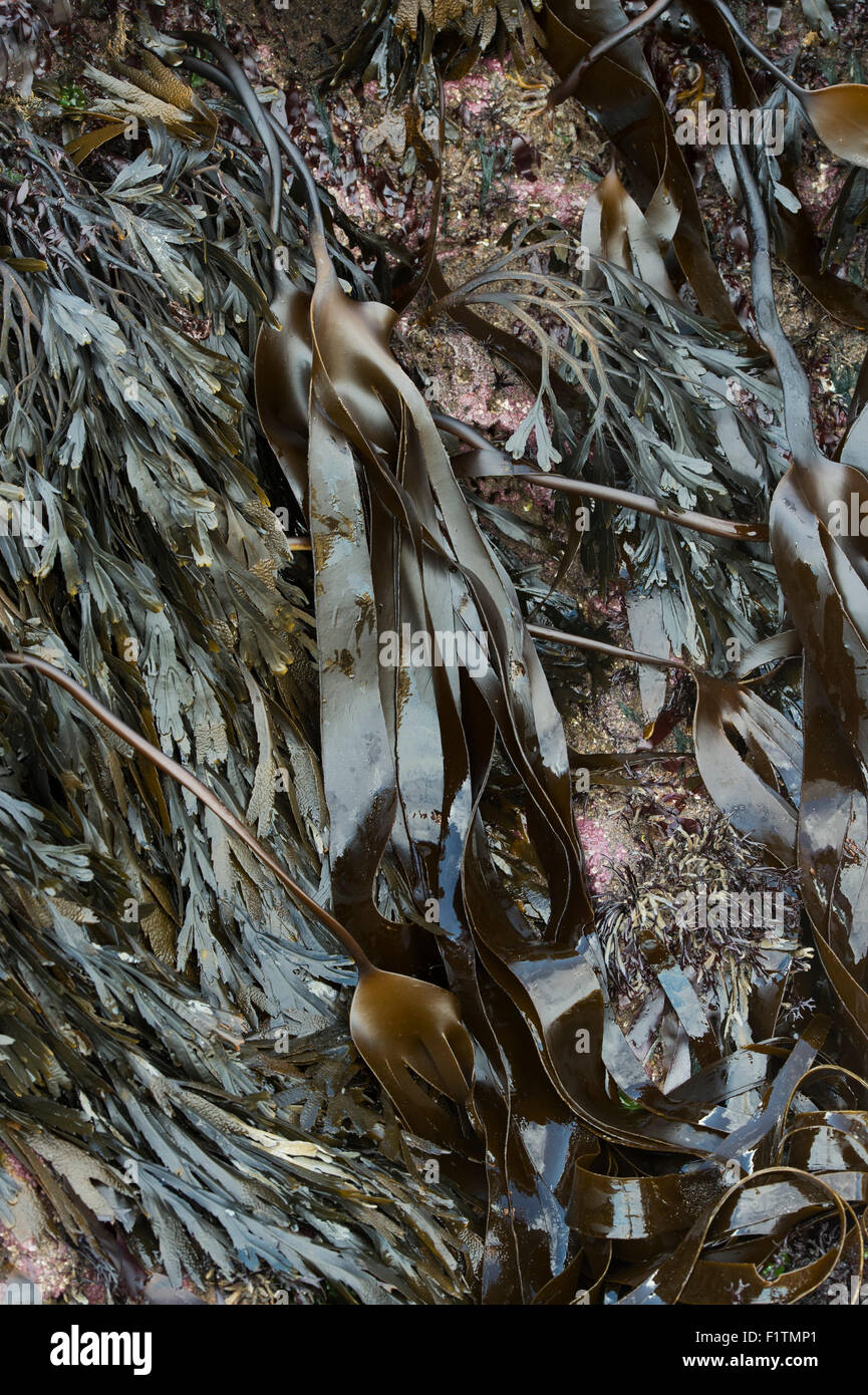 Coastal vegetation plant plants hi-res stock photography and images - Alamy