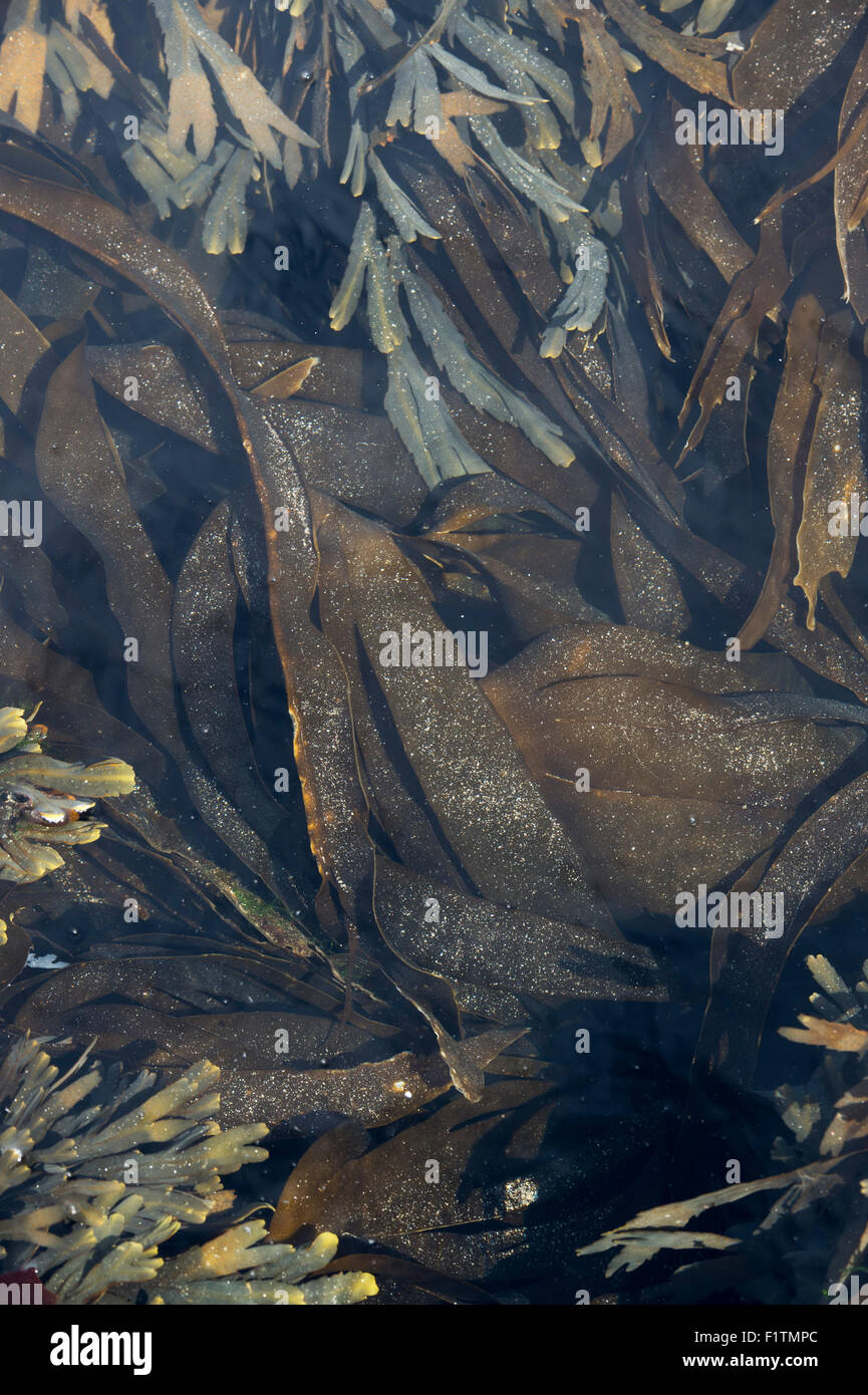 Laminaria digitata hi-res stock photography and images - Alamy