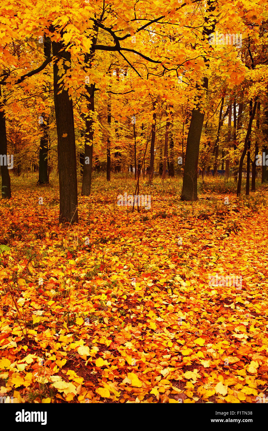 colorful autumn maple trees in park Stock Photo - Alamy