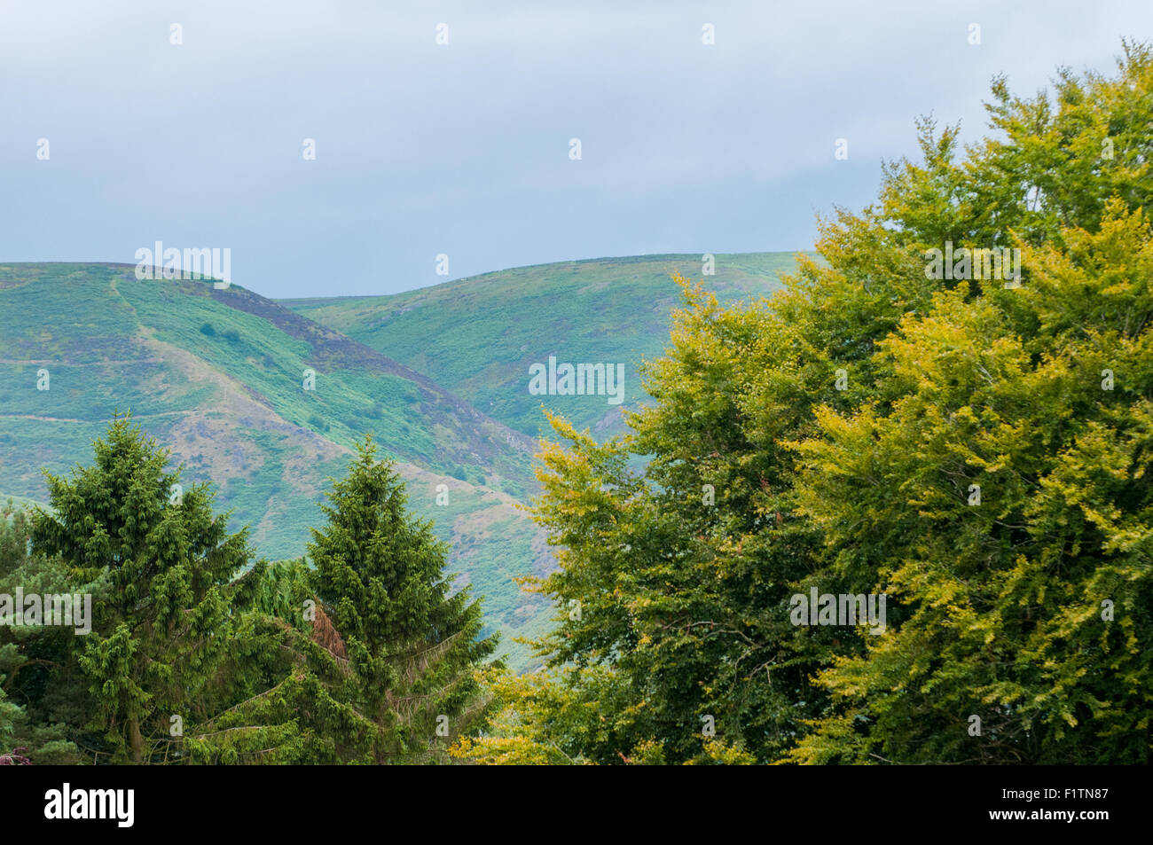 View through trees landscape hi-res stock photography and images - Alamy