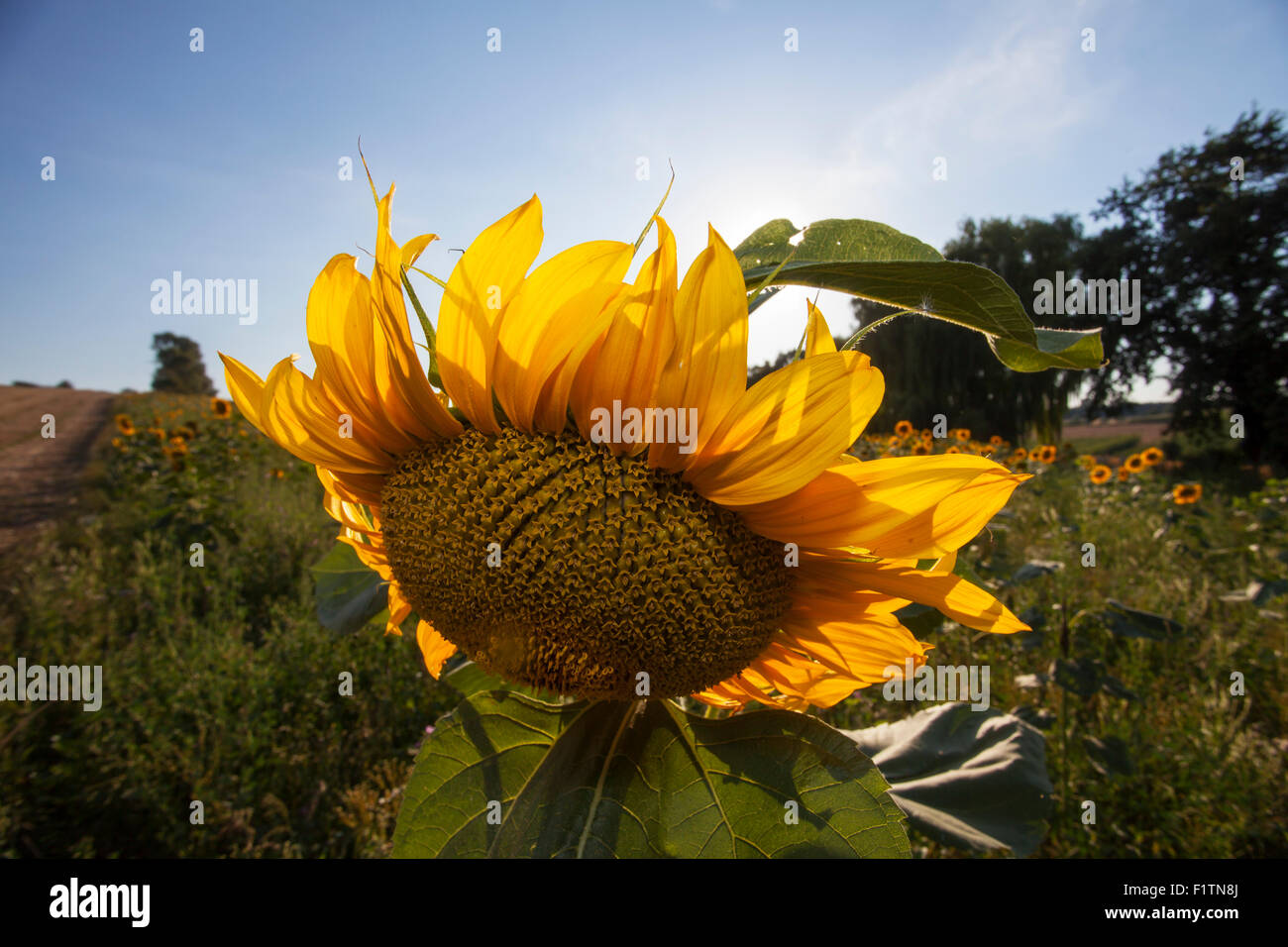 single sunflower on a sunny day Stock Photo - Alamy