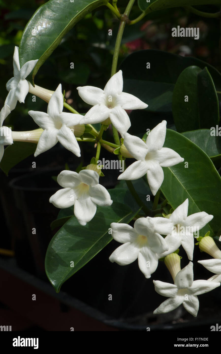 Stephanotis floribunda blooms hi-res stock photography and images - Alamy