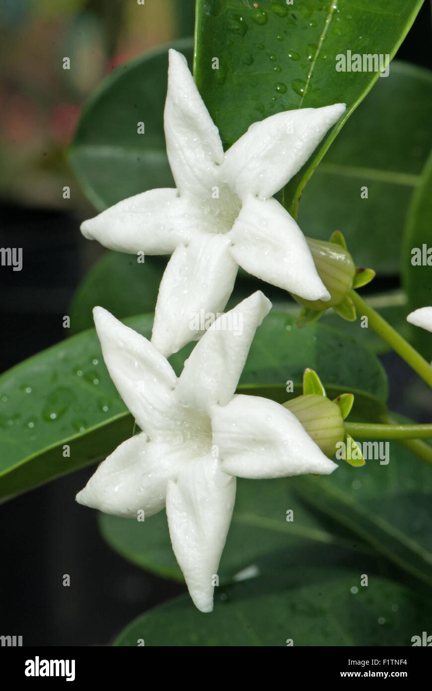 Stephanotis jasminoides aka stephanotis floribunda, Madagascar Jasmine ...