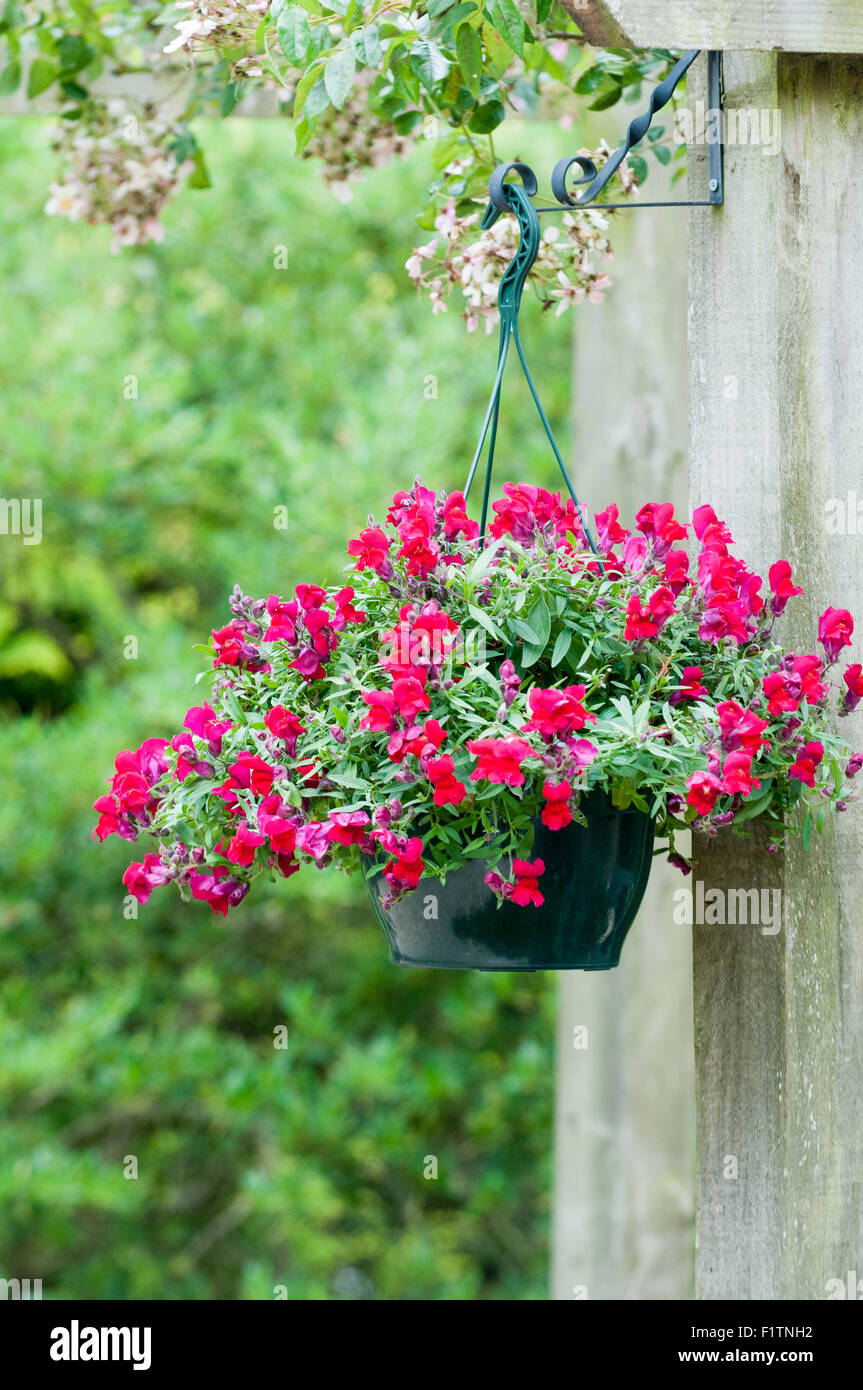Hanging basket of pink flowers on a trellace Stock Photo - Alamy